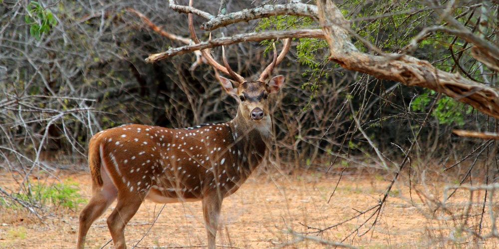 Explore the Wildlife in Sri Lanka - Fly2SriLanka